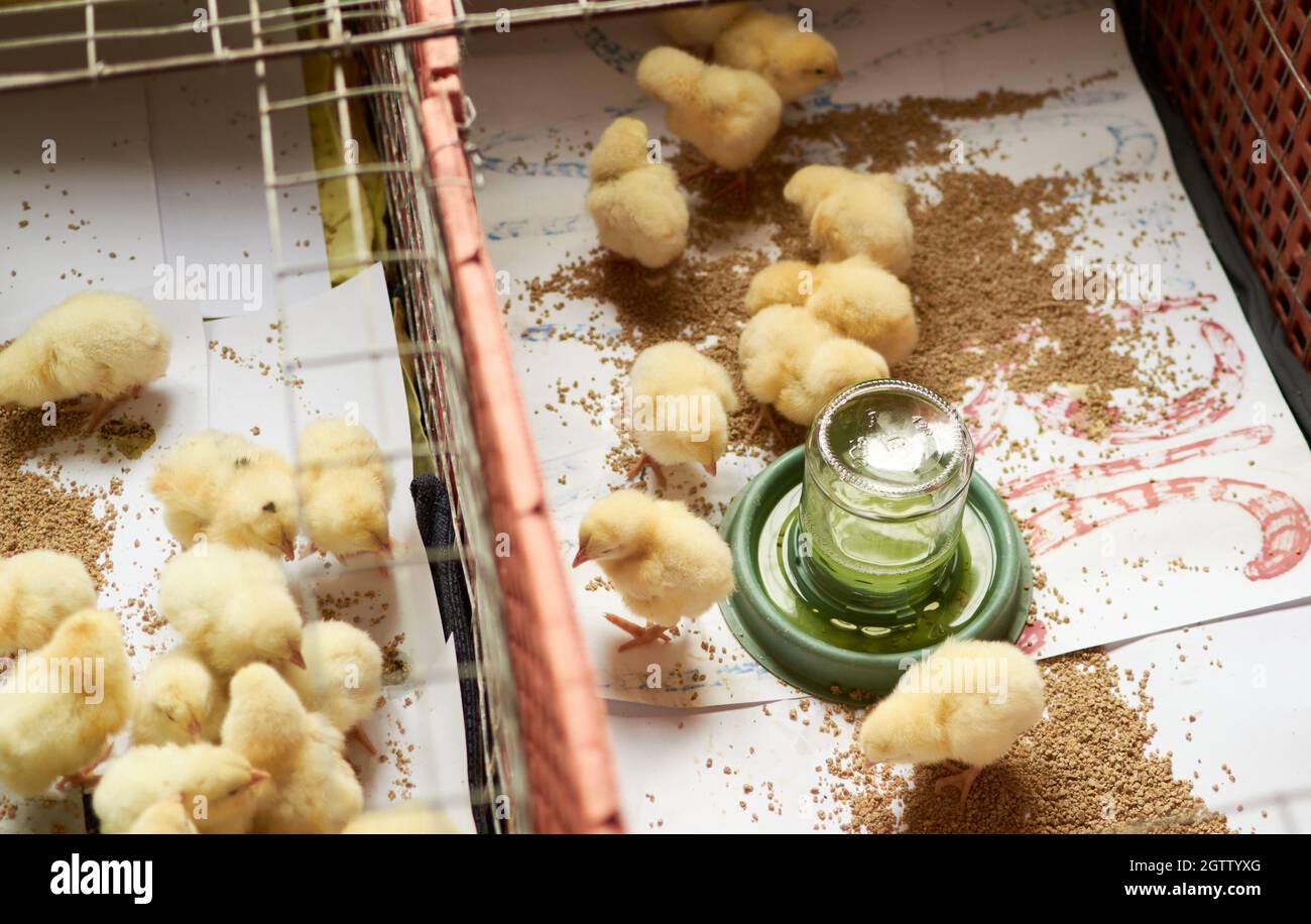 Hen and chick plant hi-res stock photography and images - Alamy