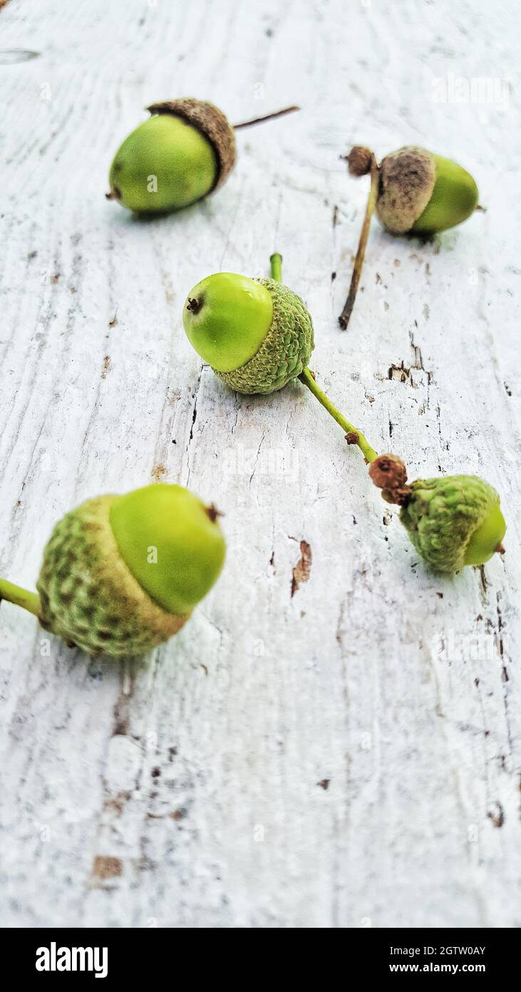 Acorn head hi-res stock photography and images - Alamy