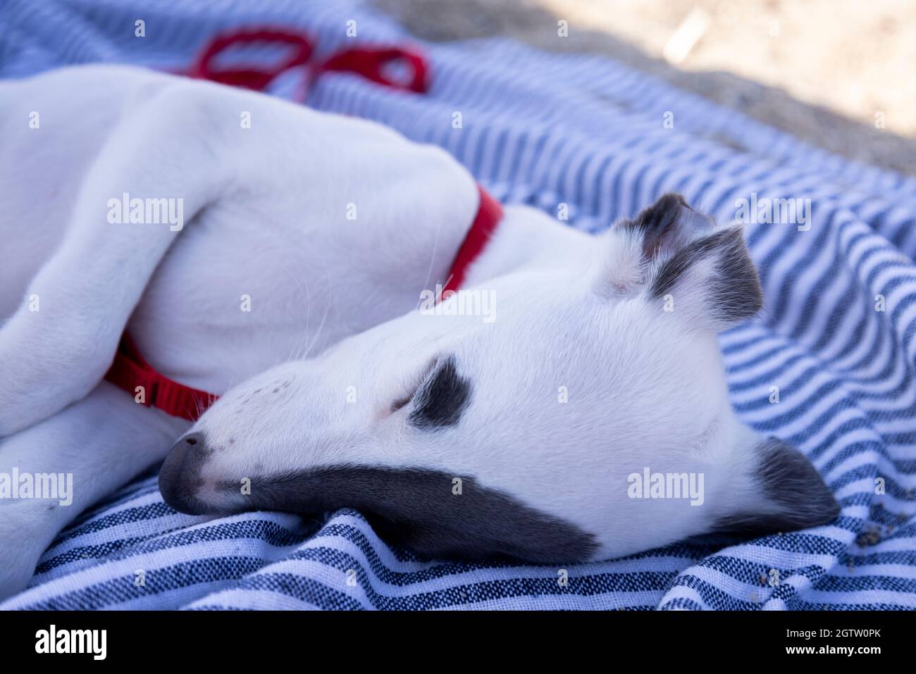 Cute pet whippet puppy resting at beach Stock Photo - Alamy