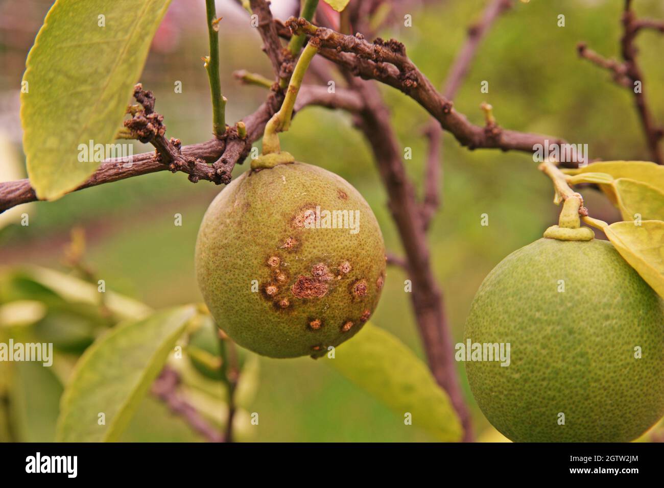 Fruit tree diseased fruit hi-res stock photography and images - Alamy