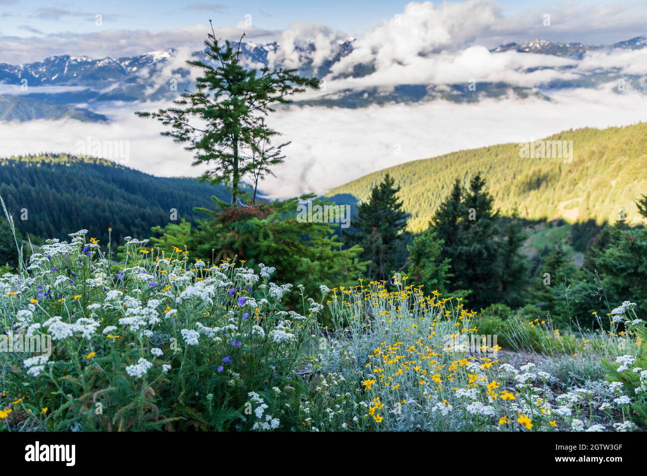 subalpine wild flowers covers the meadows in the Hurricane Ridge during ...