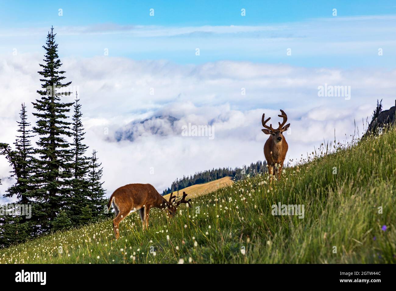 Black tailed deer meandering along Hurricane Ridge Trail in Olympic ...