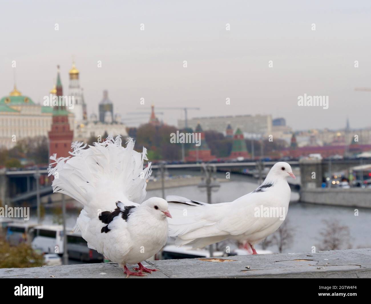 Dove birds hi-res stock photography and images - Alamy