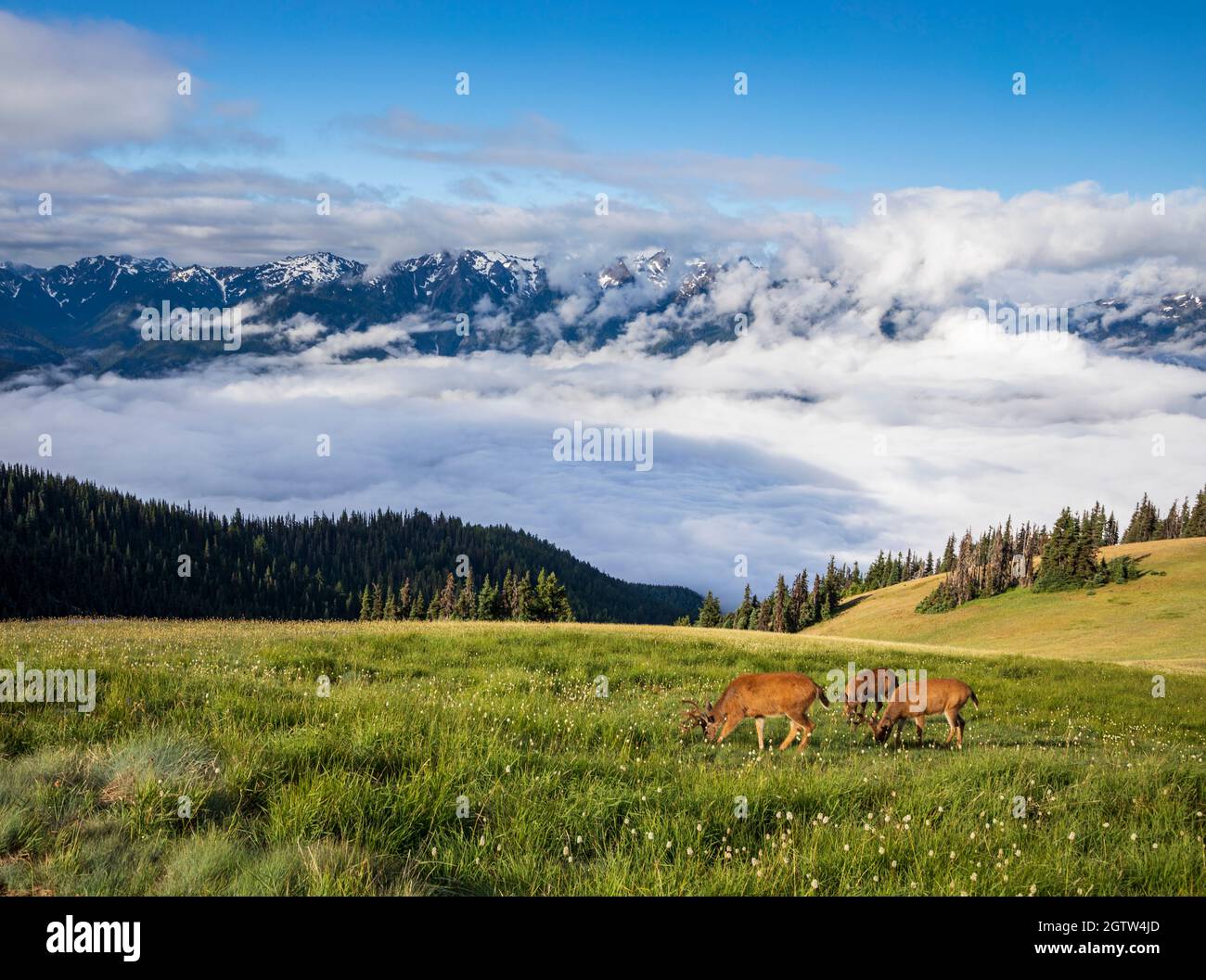 Black tailed deer meandering along Hurricane Ridge Trail in Olympic ...