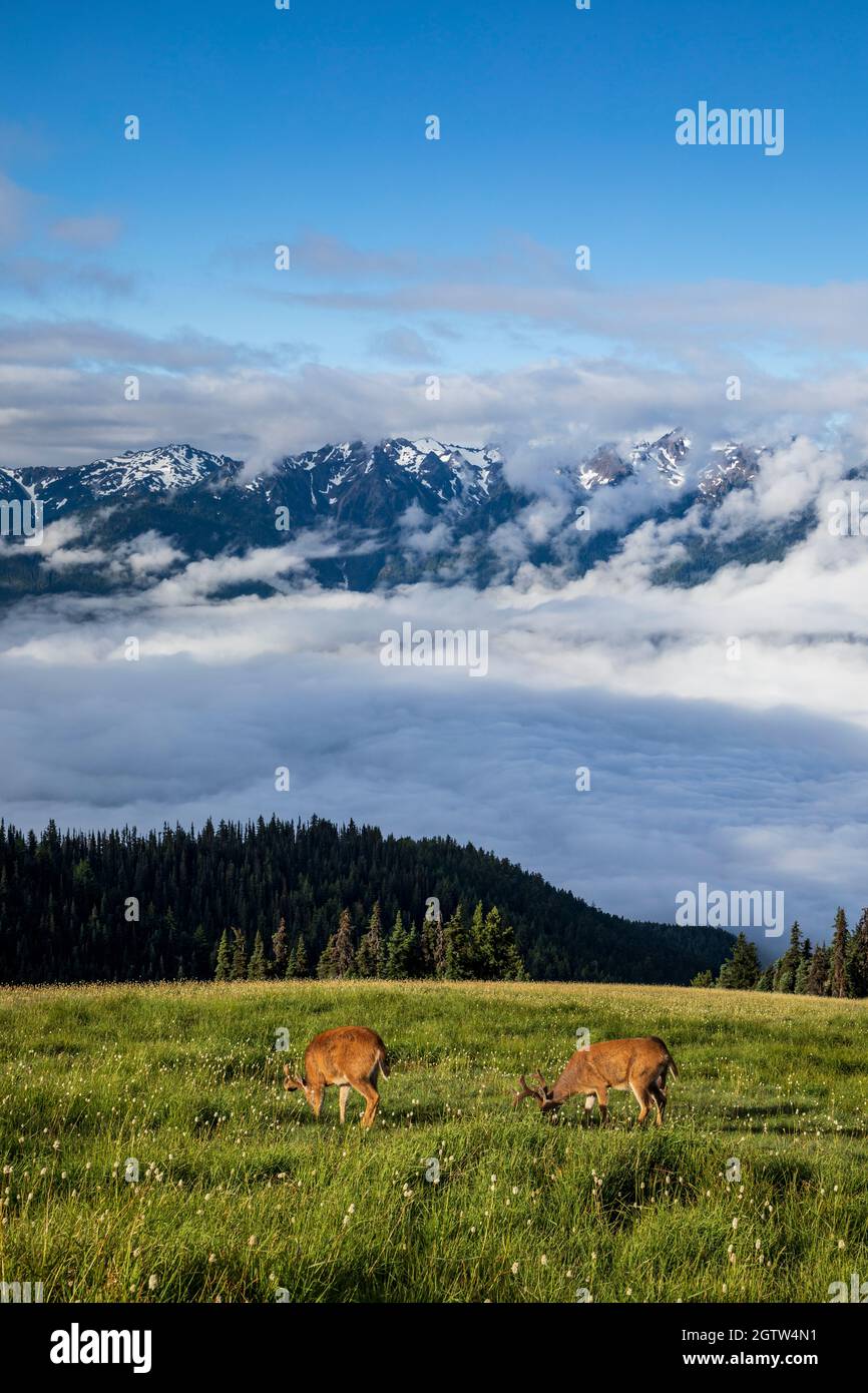Black tailed deer meandering along Hurricane Ridge Trail in Olympic ...