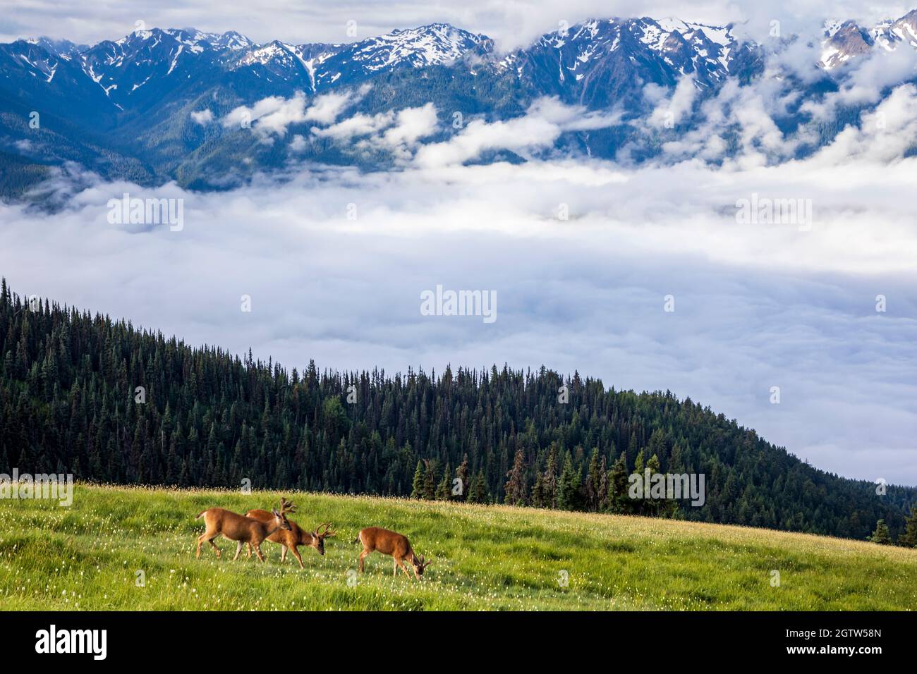 Black tailed deer meandering along Hurricane Ridge Trail in Olympic ...