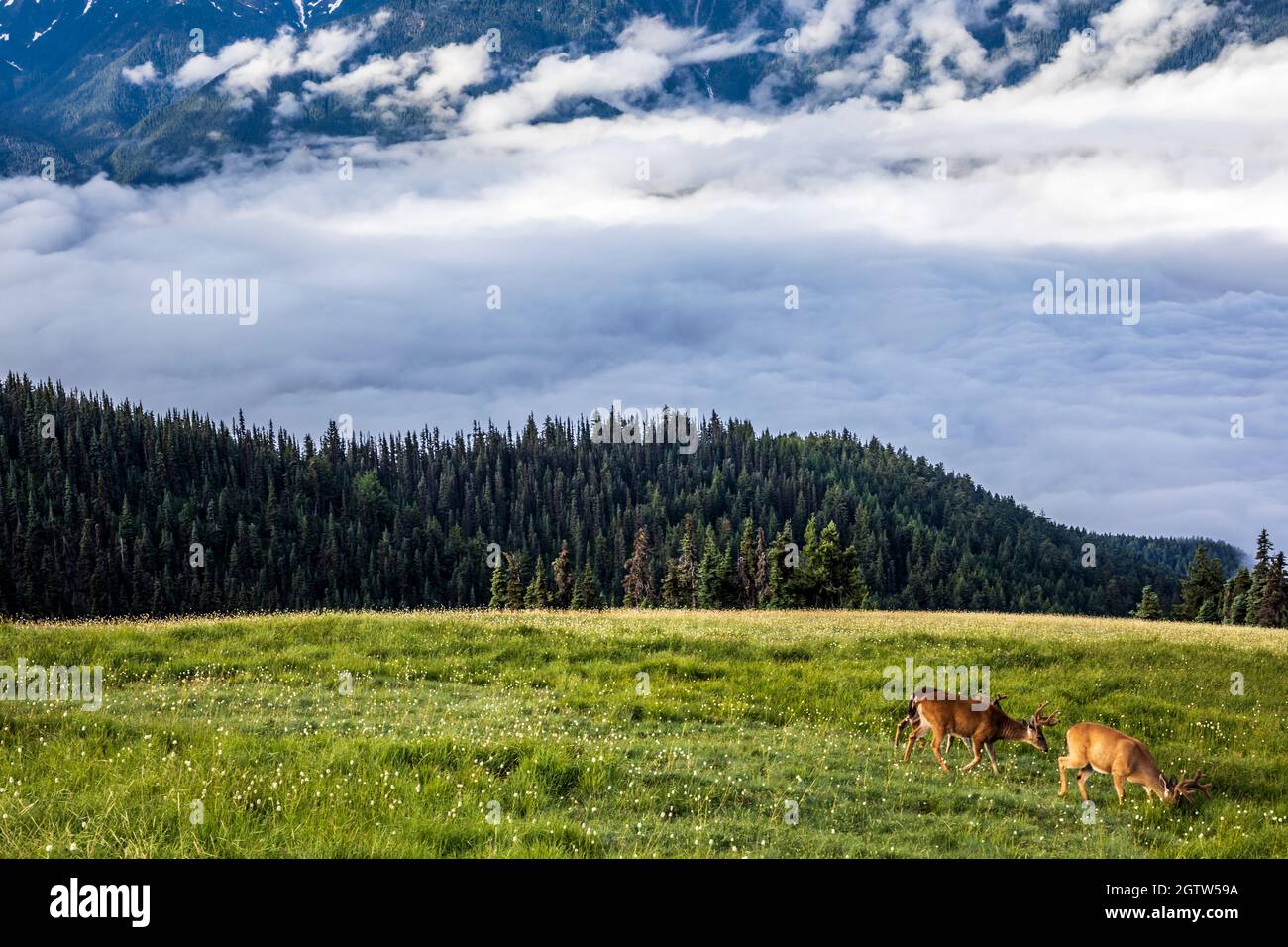 Black tailed deer meandering along Hurricane Ridge Trail in Olympic ...