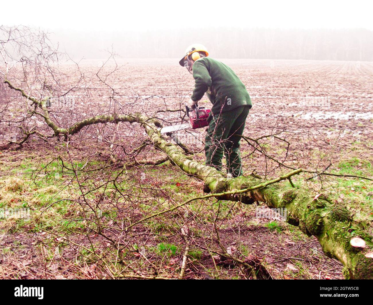 Cutting fallen tree hi-res stock photography and images - Alamy