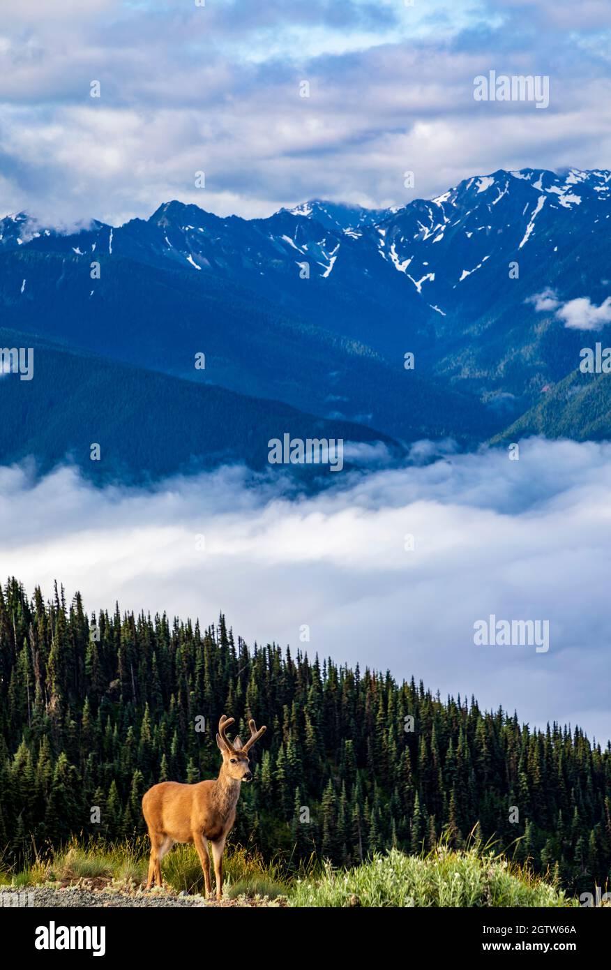 Black tailed deer meandering along Hurricane Ridge Trail in Olympic ...