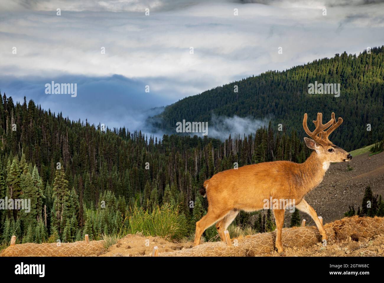 Black tailed deer meandering along Hurricane Ridge Trail in Olympic ...