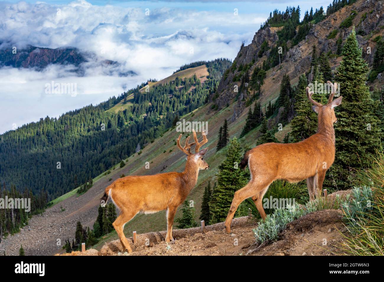 Black tailed deer meandering along Hurricane Ridge Trail in Olympic ...