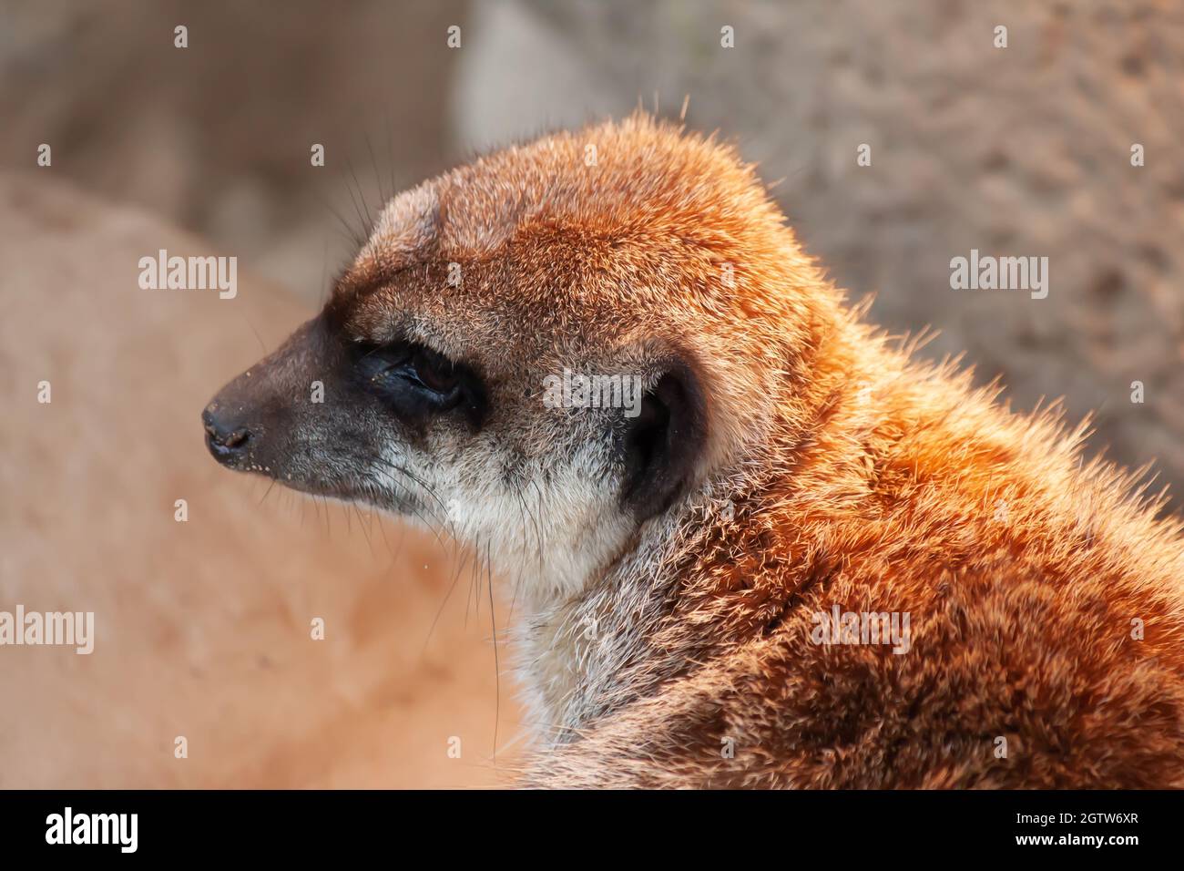 Closeup of an adorable fluffy meerkat with a blurred background ...