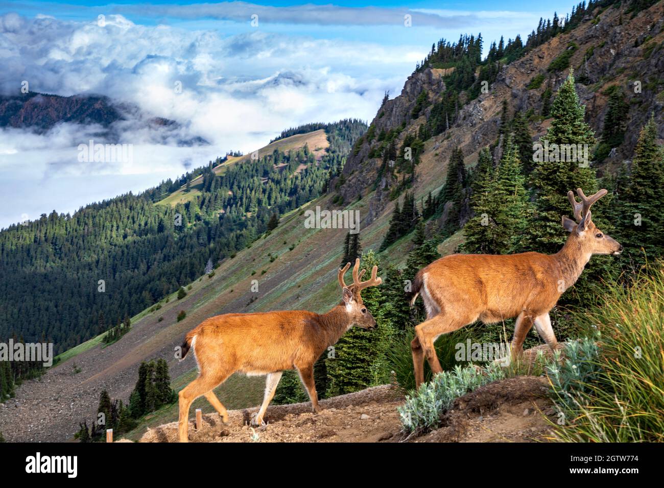 Black tailed deer meandering along Hurricane Ridge Trail in Olympic ...
