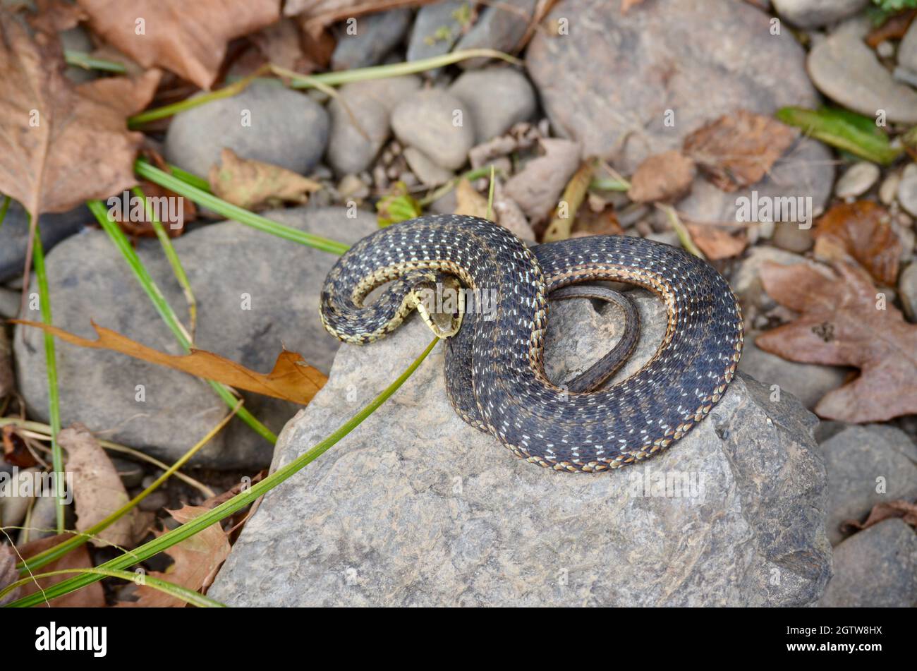 Solid snake hi-res stock photography and images - Alamy