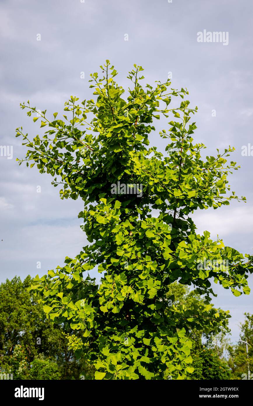 Ginko tree hi-res stock photography and images - Alamy