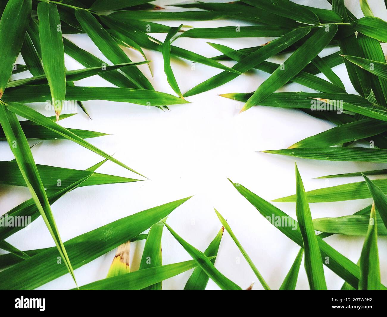 Razor sharp leaves hi-res stock photography and images - Alamy