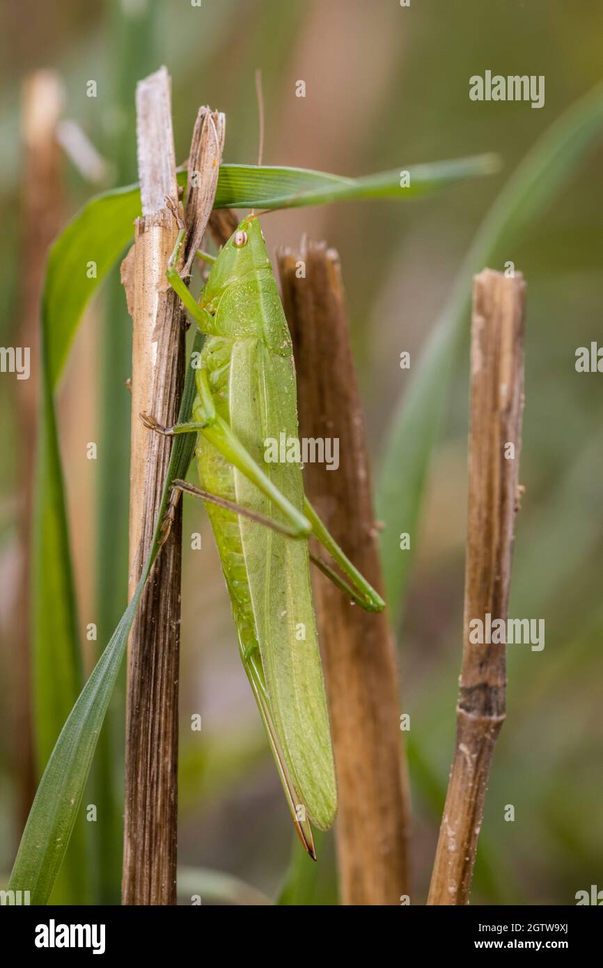 Cone-headed grasshopper (Ruspolia nitidula) in the field Stock Photo ...