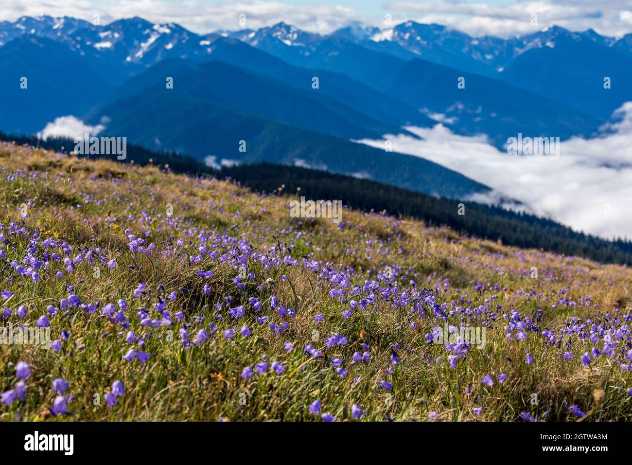 Valley of flowers national park is an indian national park hi-res stock ...