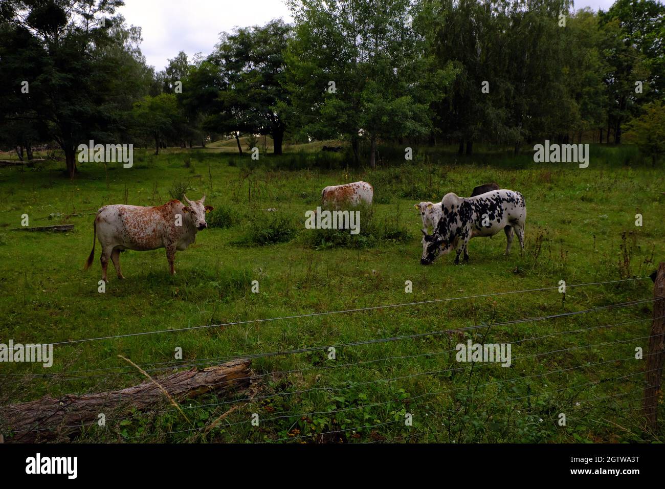 Indian humped cattle (Bos taurus indicus) at the Döberitzer Heide Stock ...