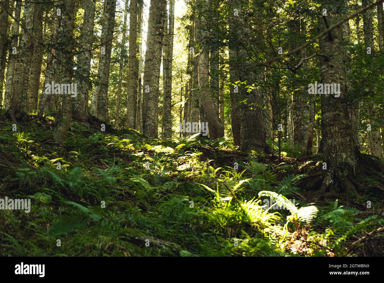 Beautiful shot of a thick forest in spring Stock Photo - Alamy