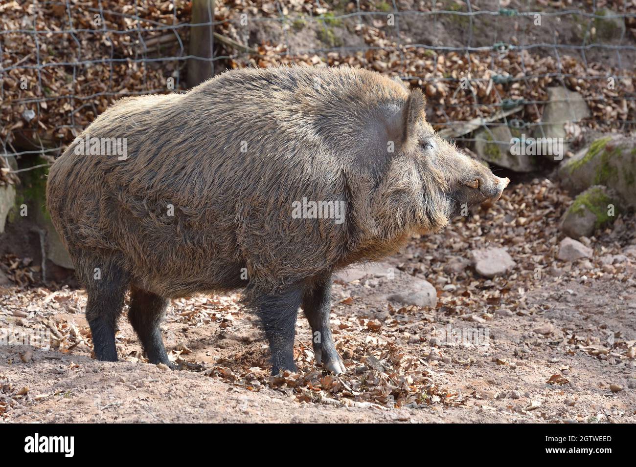 Angry pork hi-res stock photography and images - Alamy