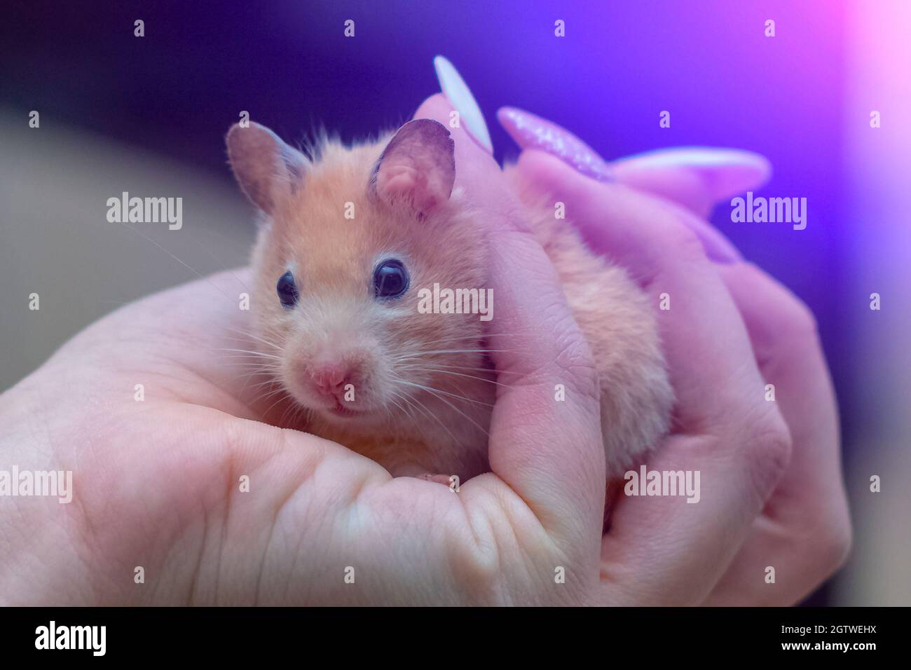 Human hamster hi-res stock photography and images - Alamy