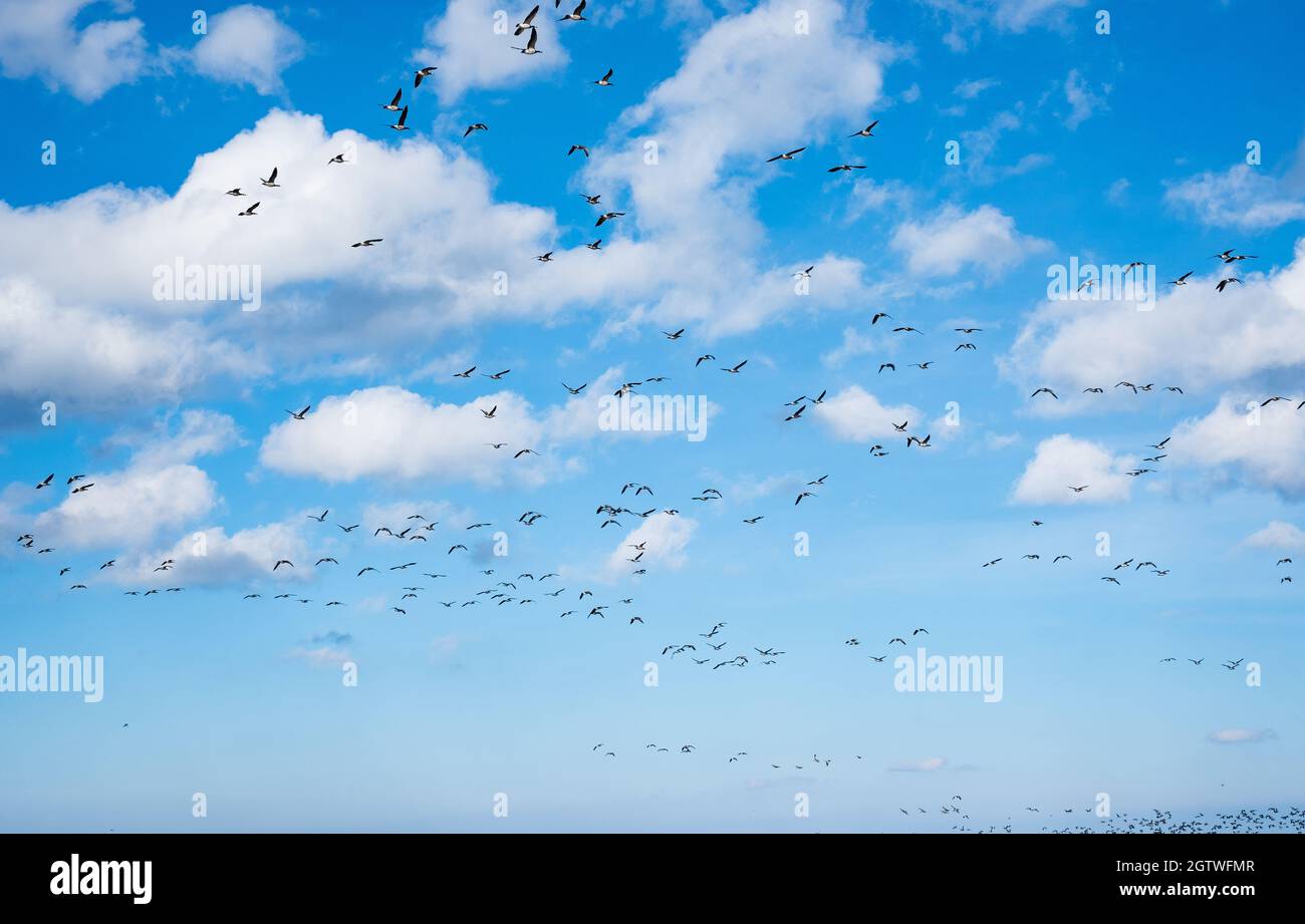 Bird aerodynamics hi-res stock photography and images - Alamy