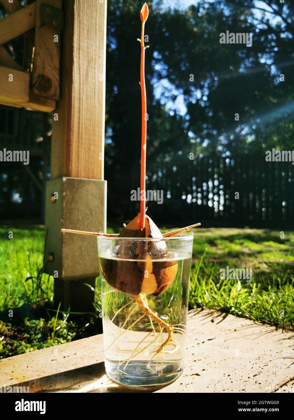 De seed avocado hi-res stock photography and images - Alamy