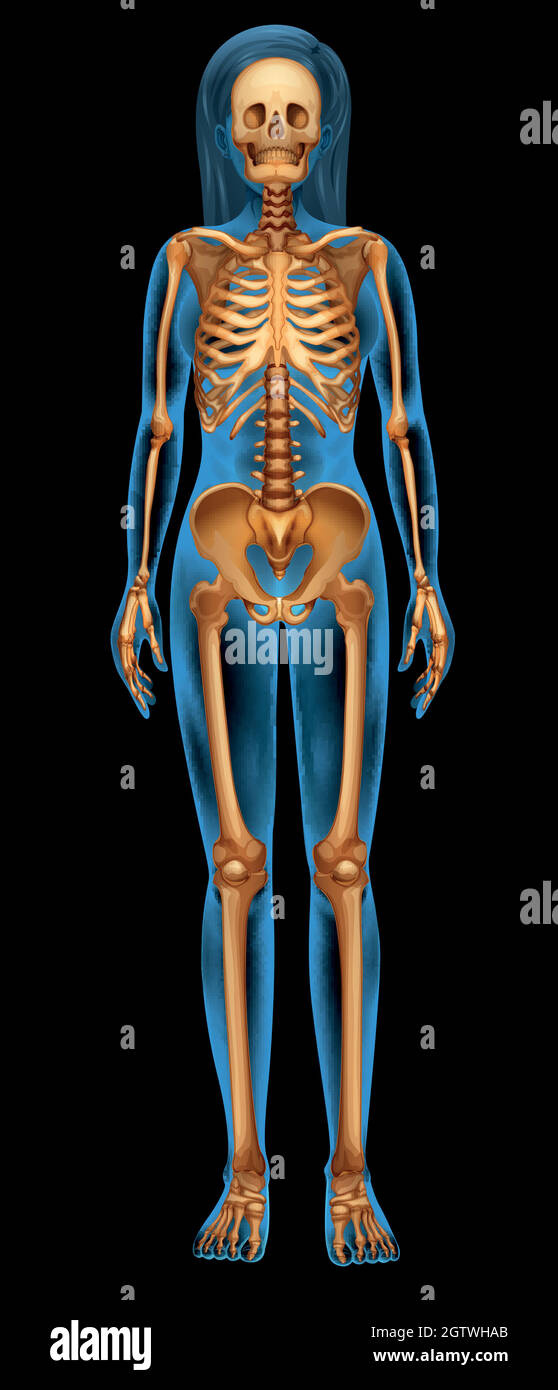 Skeletal system hi-res stock photography and images - Alamy