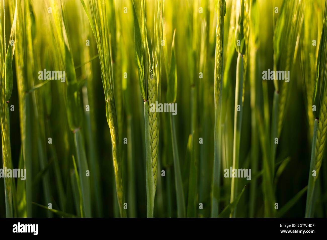 Young green barley growing in agricultural field in spring. Unripe ...