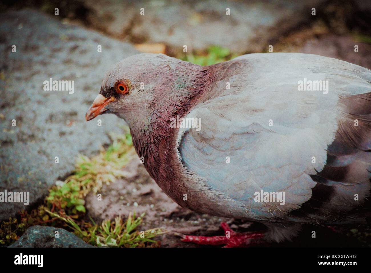 White dove on the ground, in LA(Latina America Stock Photo - Alamy