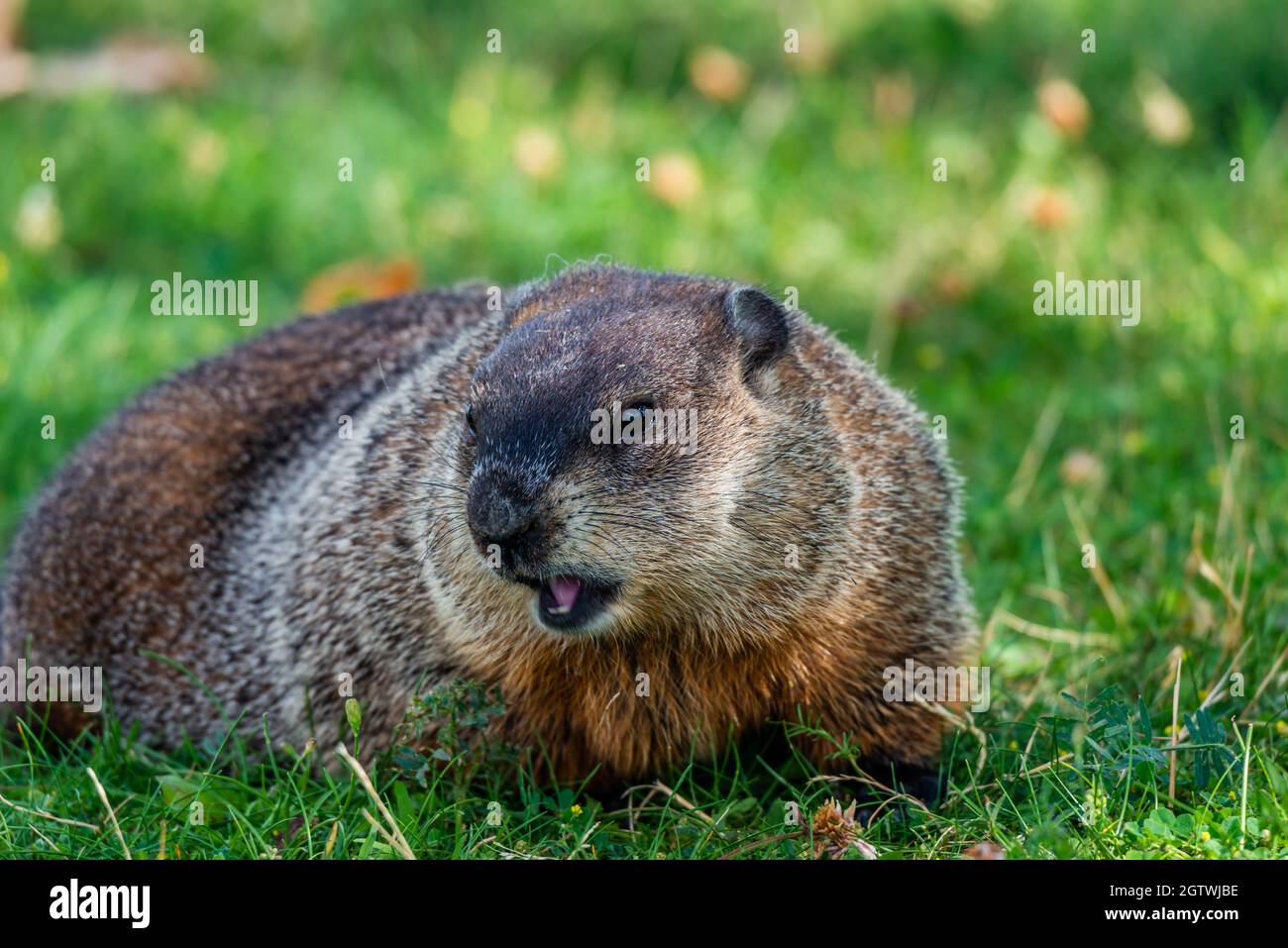 Marmots in grass hi-res stock photography and images - Alamy
