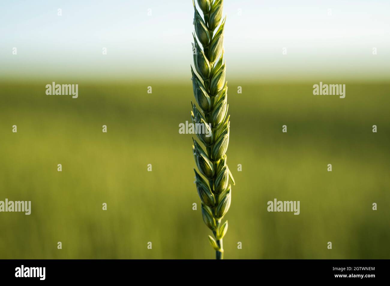 Young green wheat spikelet with a agricultural field on background ...