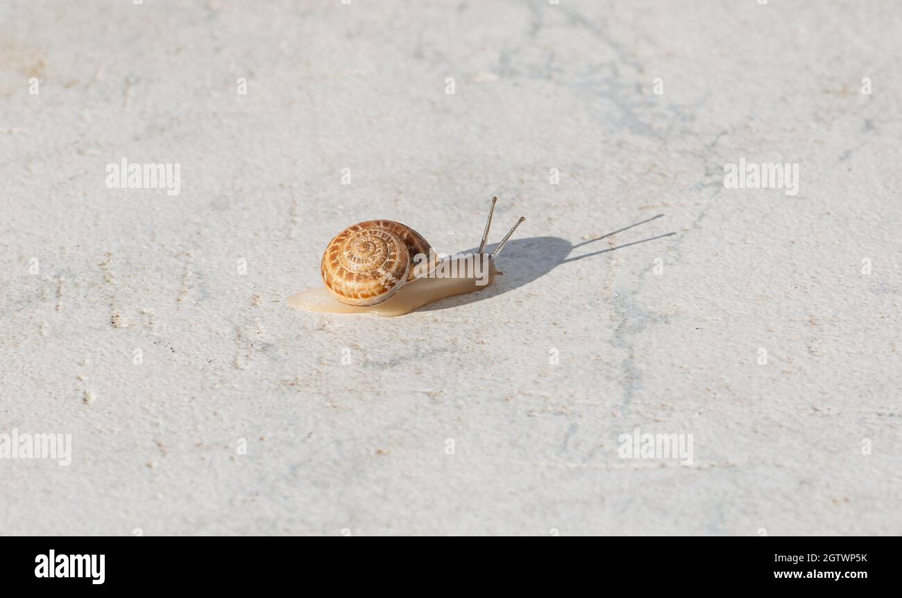 Land snail no white hi-res stock photography and images - Alamy