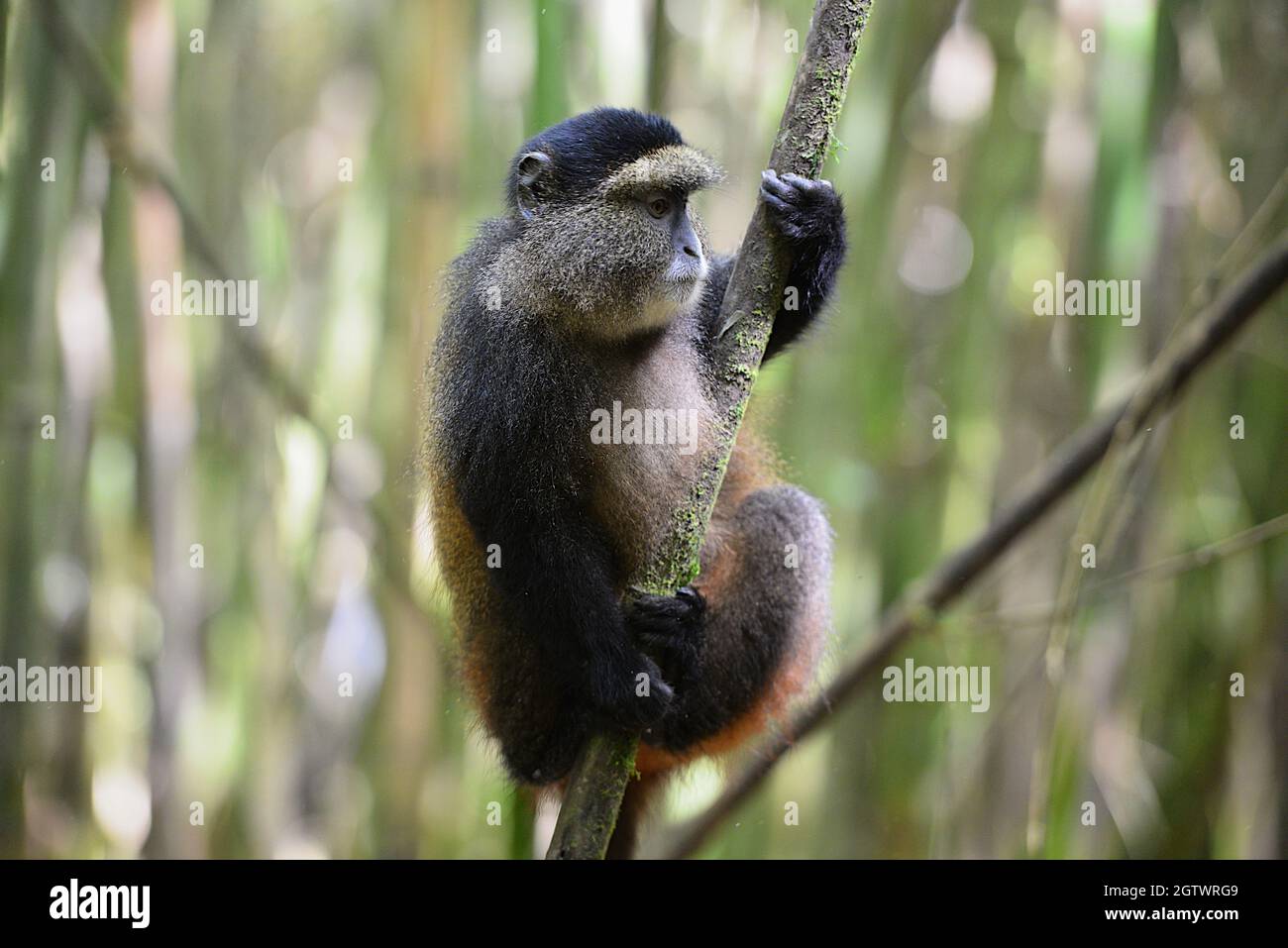 Monkeys in bamboo forest hi-res stock photography and images - Alamy