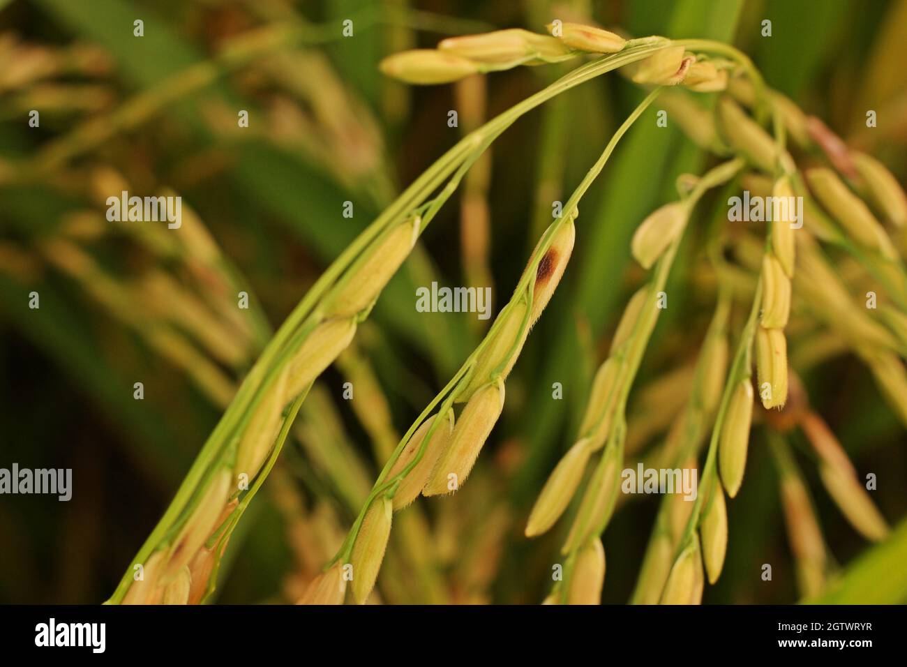 Field crop pathogen hi-res stock photography and images - Alamy