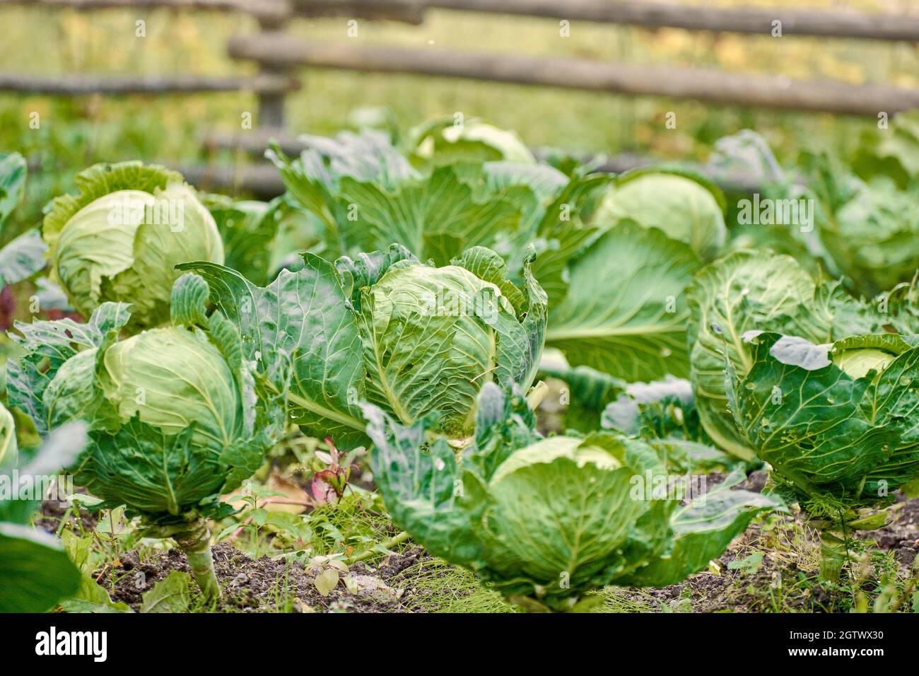 green cabbage heads ripen in the garden Stock Photo - Alamy
