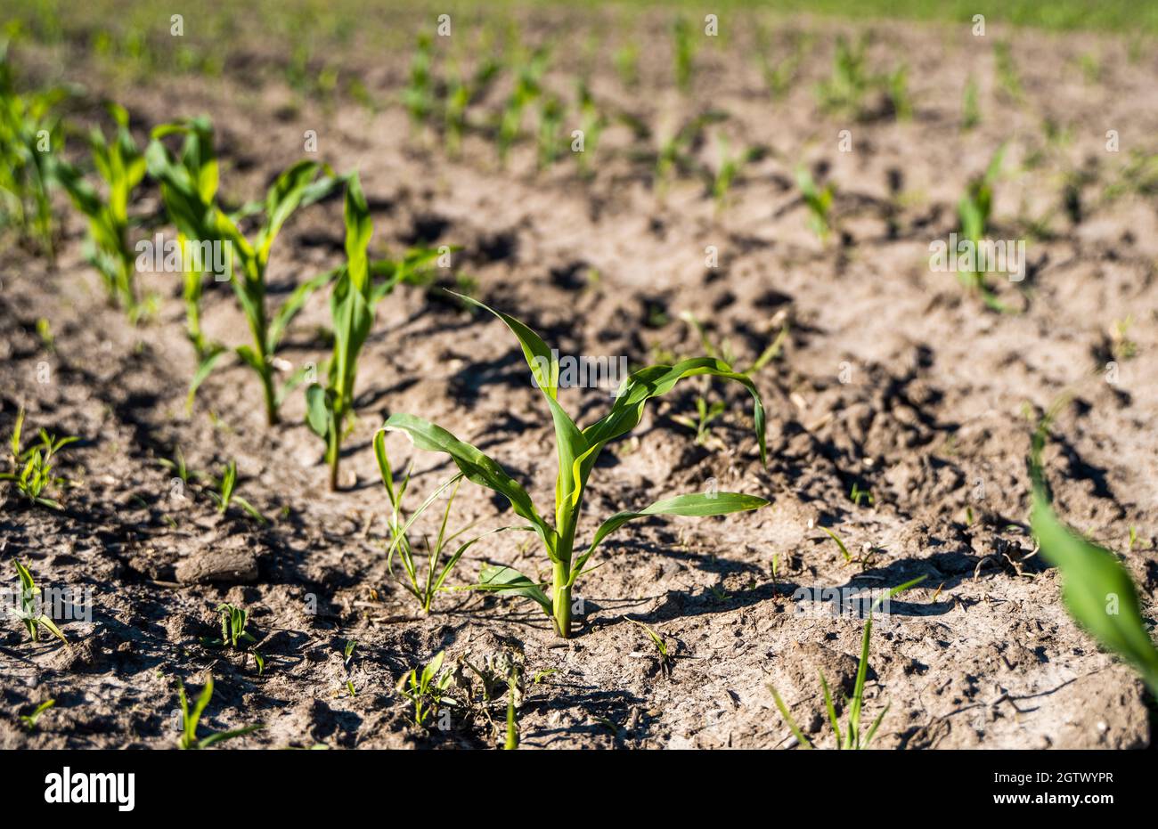 Growing young green corn seedling sprouts in cultivated agricultural ...