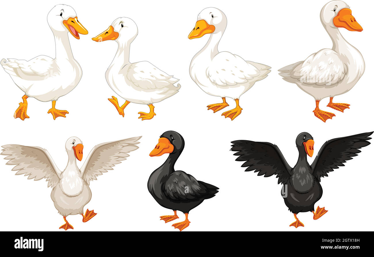 Set of duck character Stock Vector Image & Art - Alamy