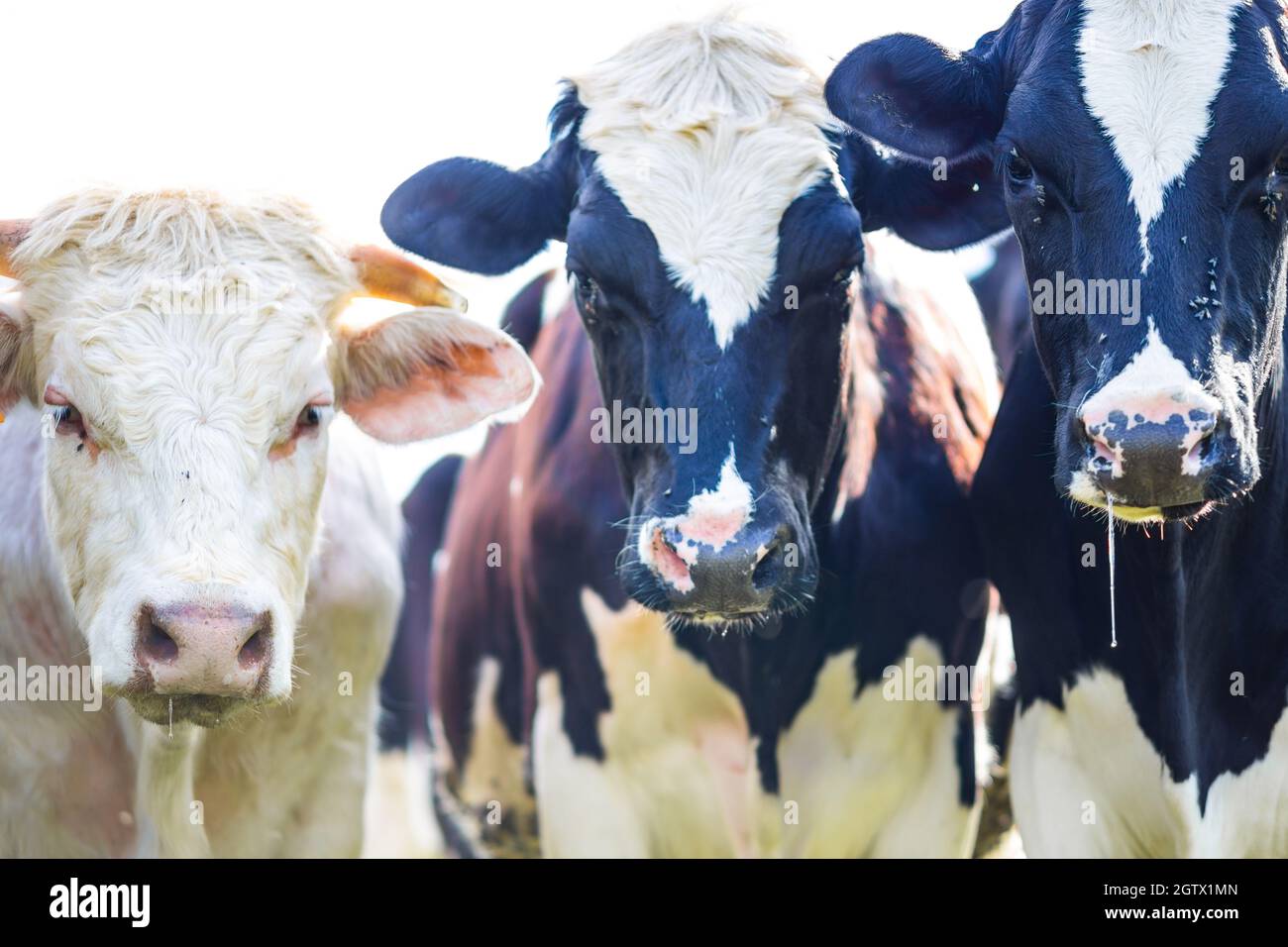 Animal saliva hi-res stock photography and images - Alamy