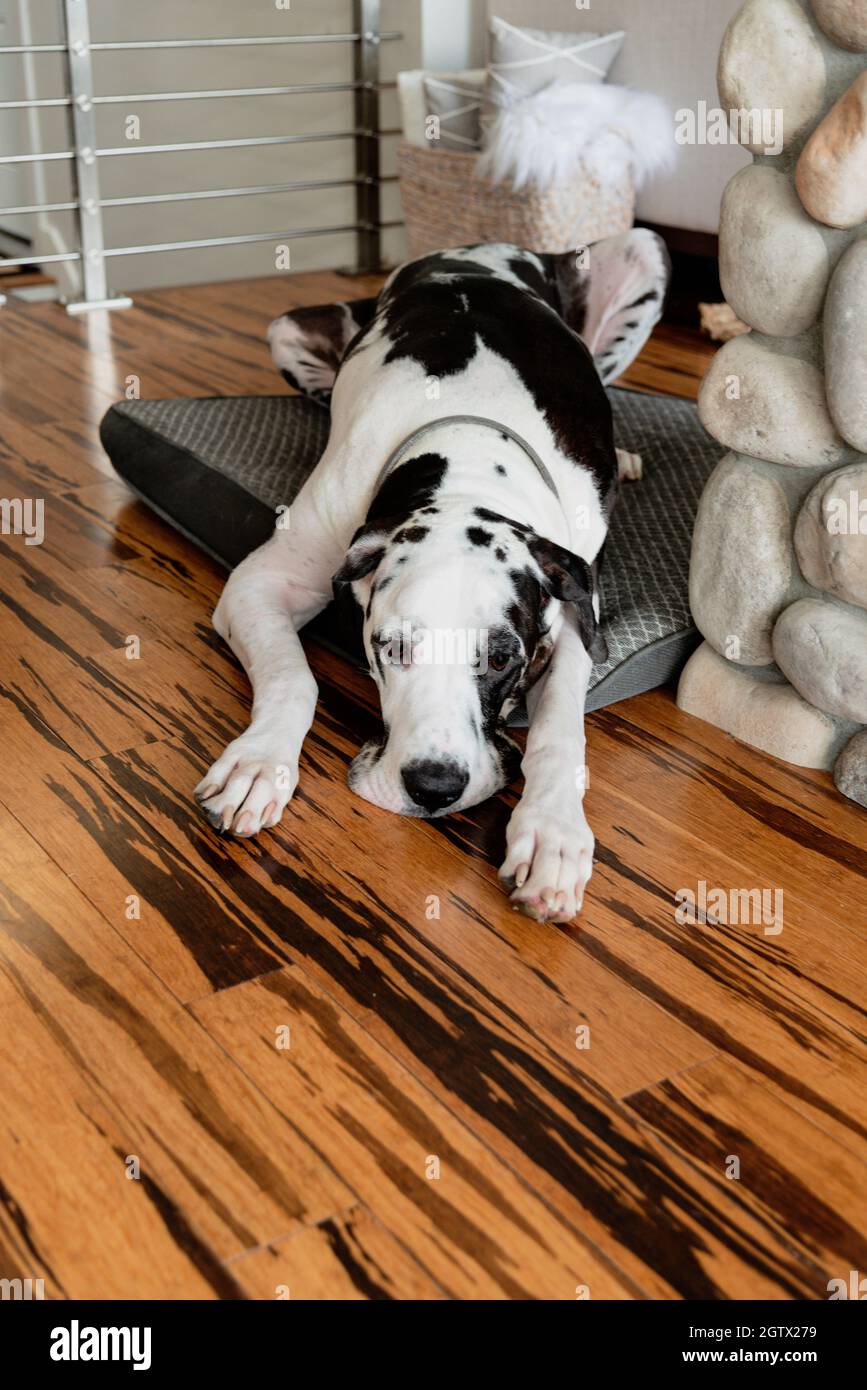 Bamboo floor dog hi-res stock photography and images - Alamy