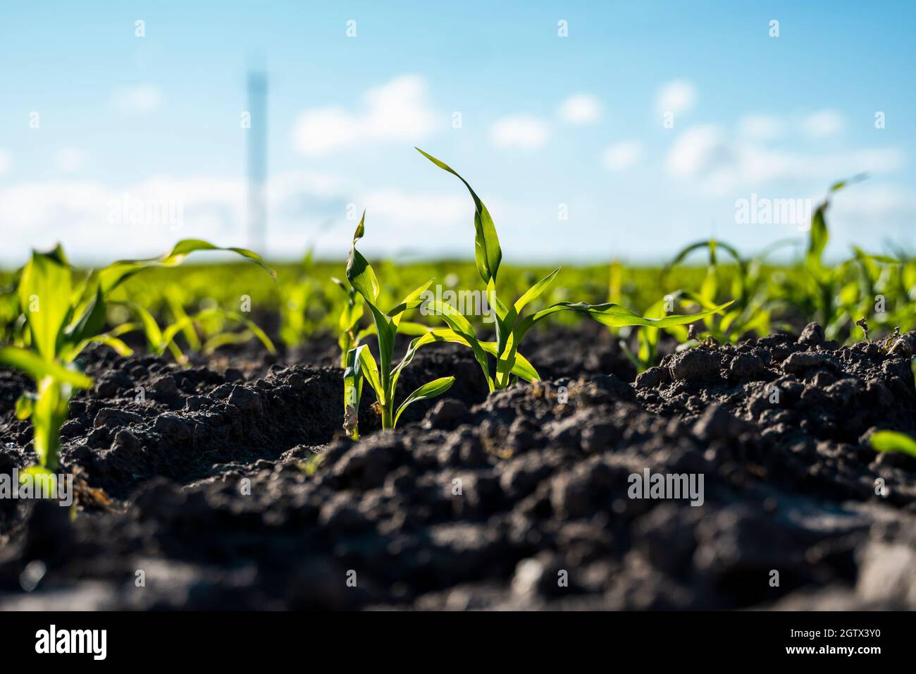 Close up seeding maize plant, Green young corn maize plants growing ...