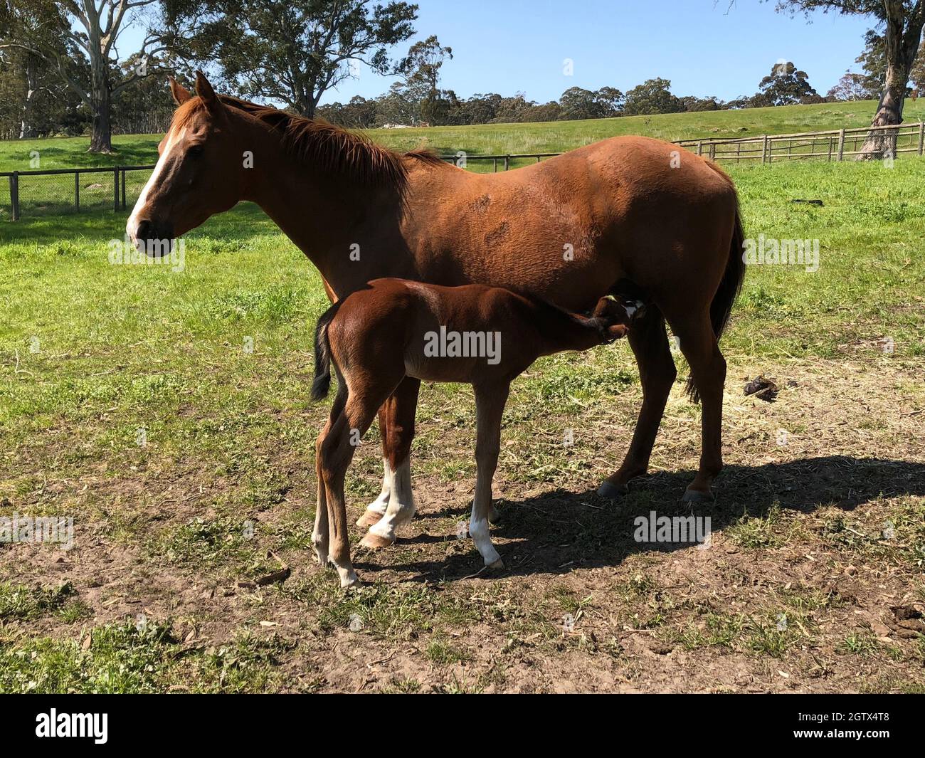 Australian fowl hi-res stock photography and images - Alamy