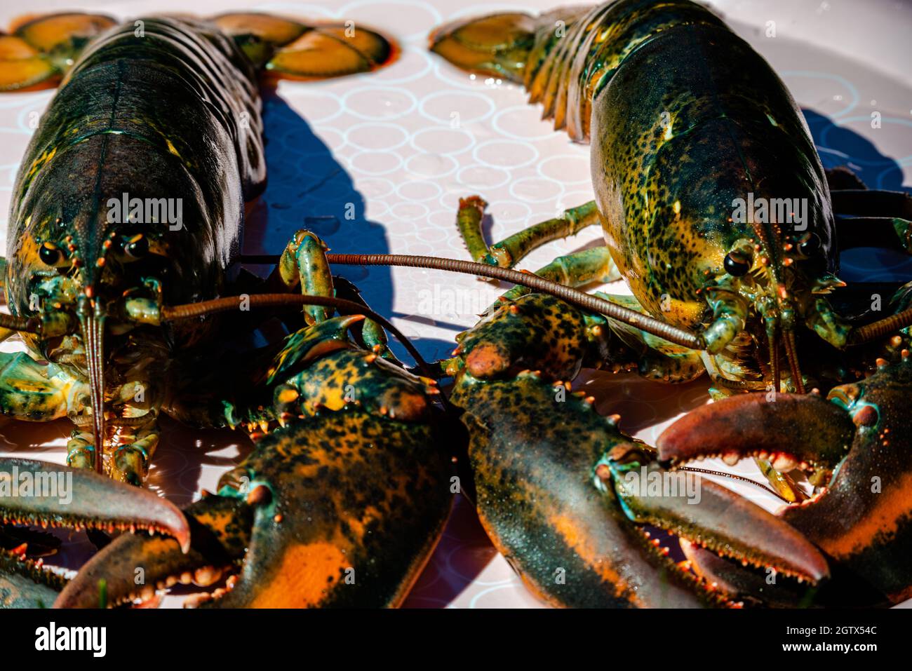 Closed-up isolated lobsters alive in the plate Stock Photo - Alamy