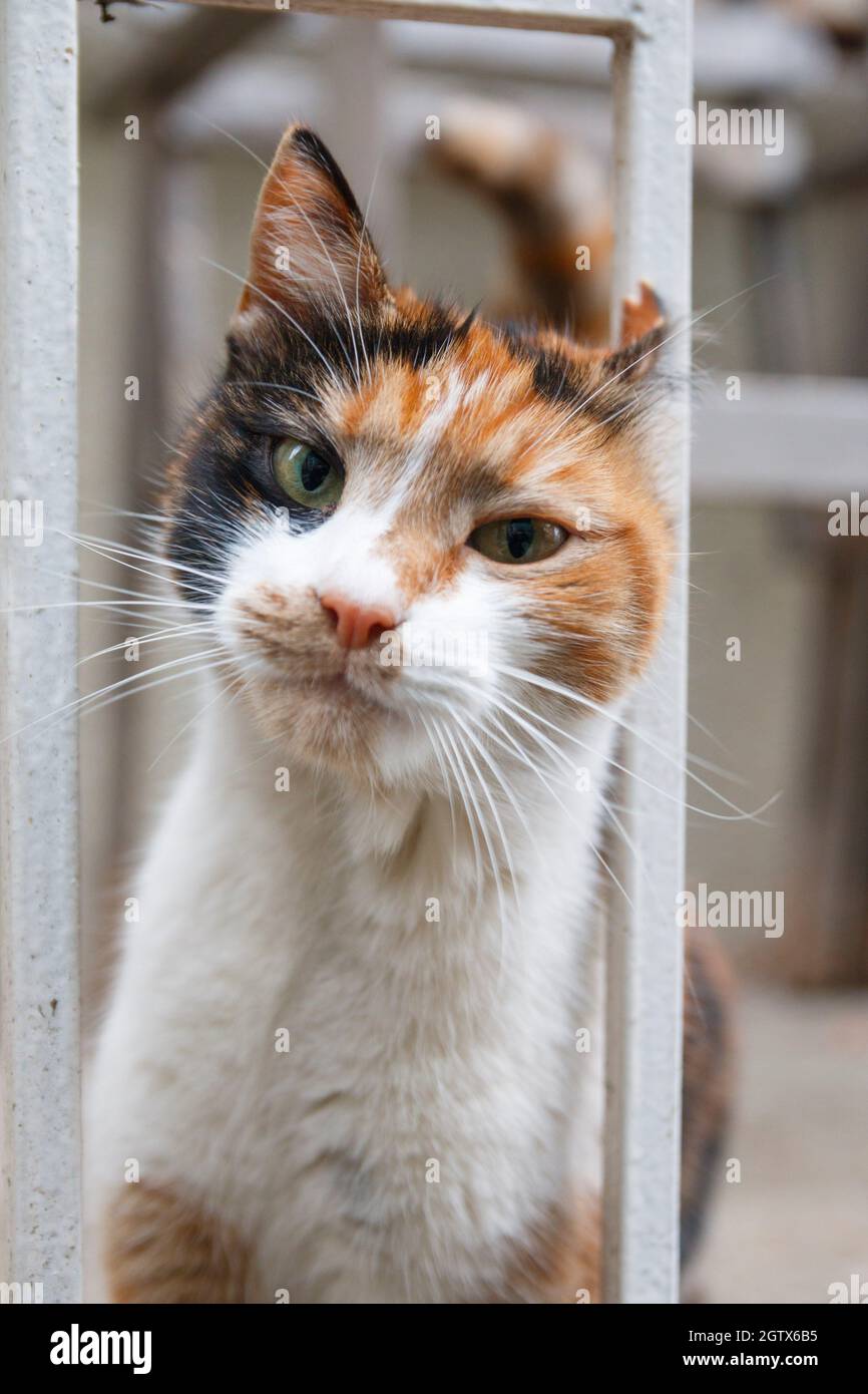 Cat roaming hi-res stock photography and images - Alamy