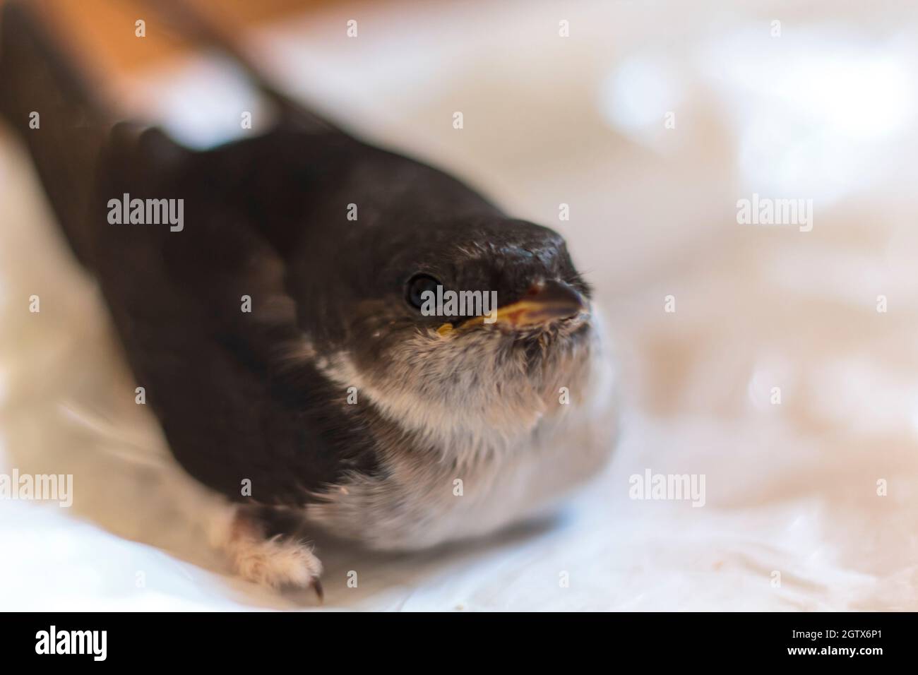 Bird rescue and child hi-res stock photography and images - Alamy