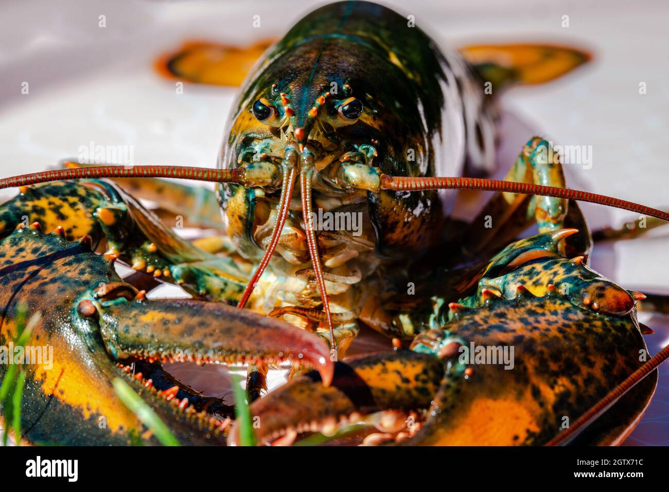 Lobsters fishing crab crabs hi-res stock photography and images - Alamy
