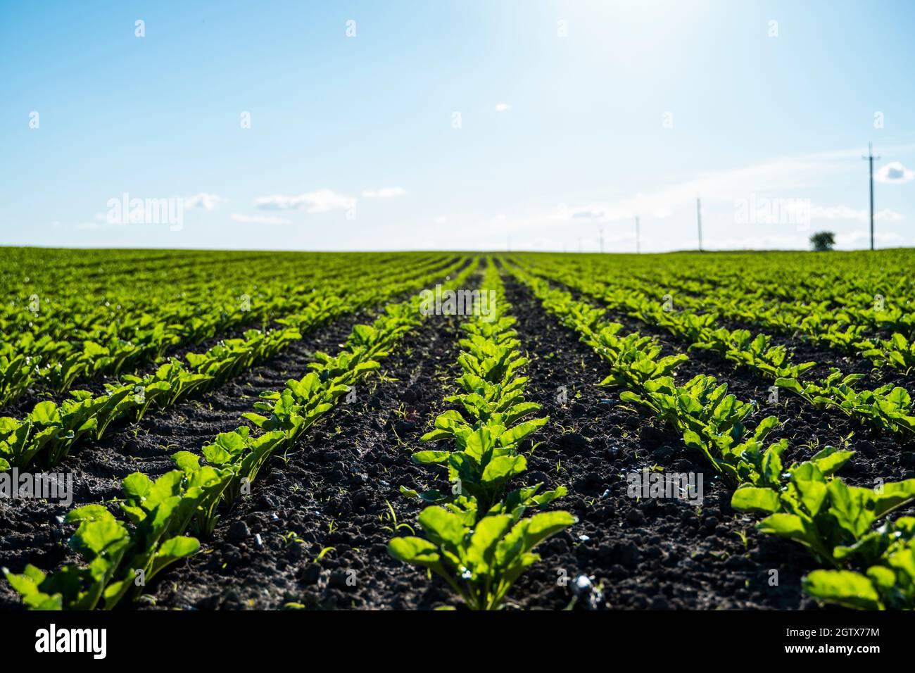 Straight rows of sugar beets growing in a soil in perspective on an ...