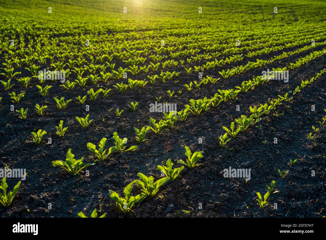 Straight rows of sugar beets growing in a soil in perspective on an ...