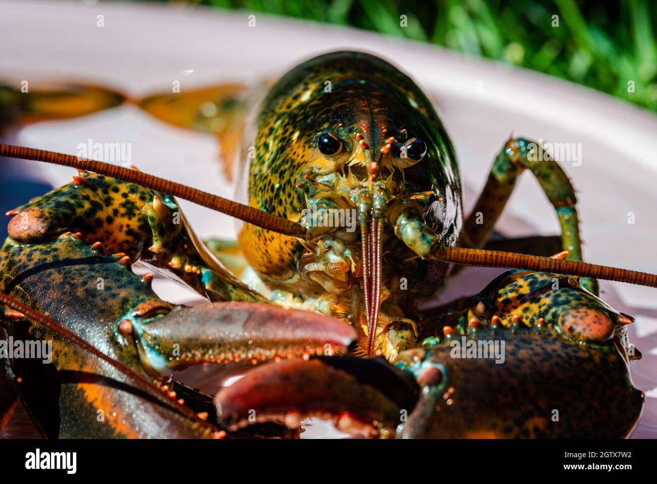 Closed-up isolated lobsters alive in the plate Stock Photo - Alamy